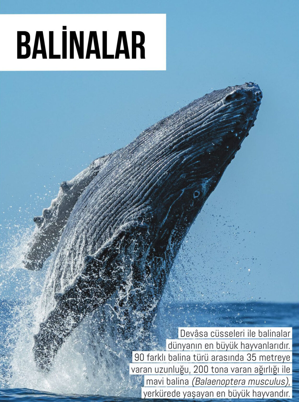 Yaşayan En Büyük Hayvanlar – Balinalar – – Çağlayan Dergisi